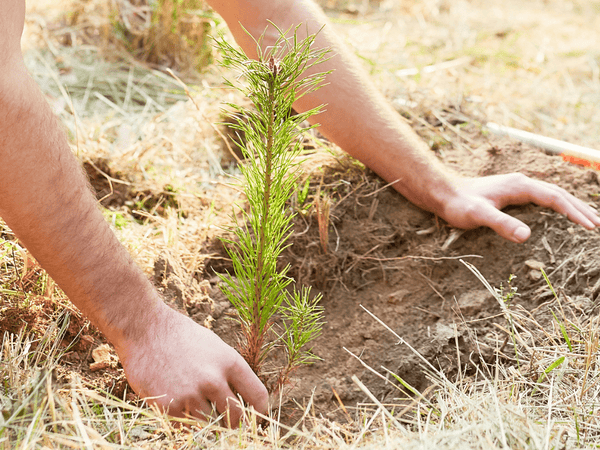 Plant a Tree for Birthday Gift - A Living Tribute