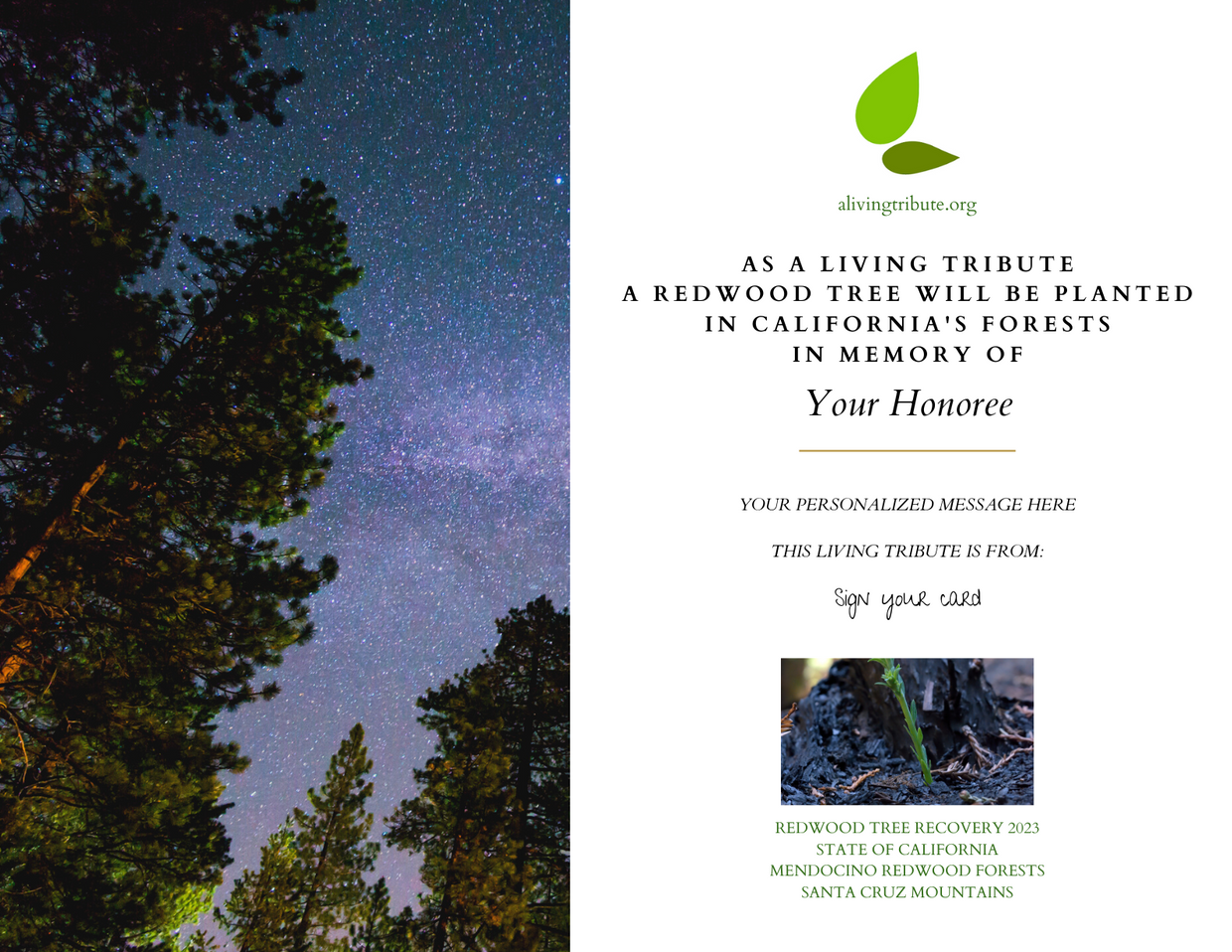 Plant a Redwood Tree in Honor or Memory | A Living Tribute