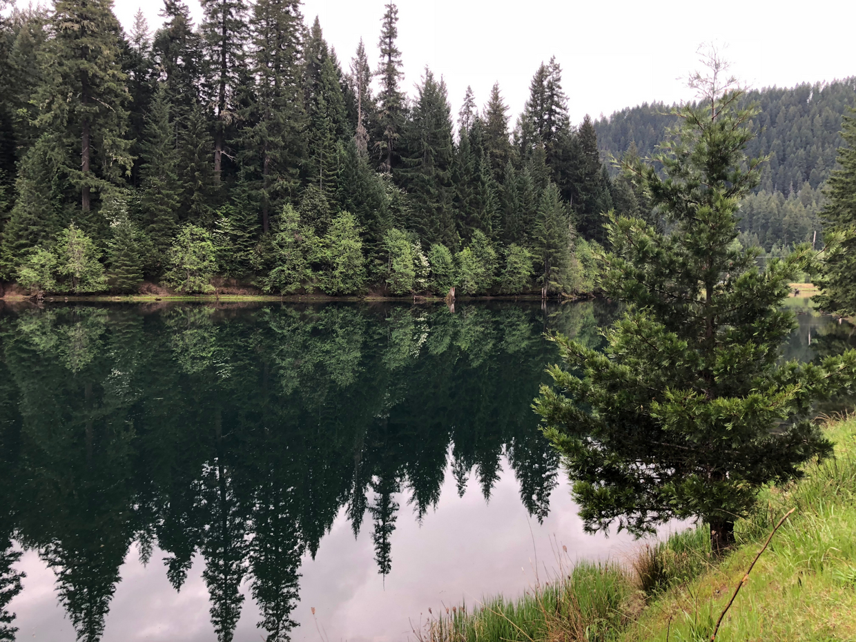 Plant a Tree for Someone in Oregon - Oregon Memorial Trees | A Living ...