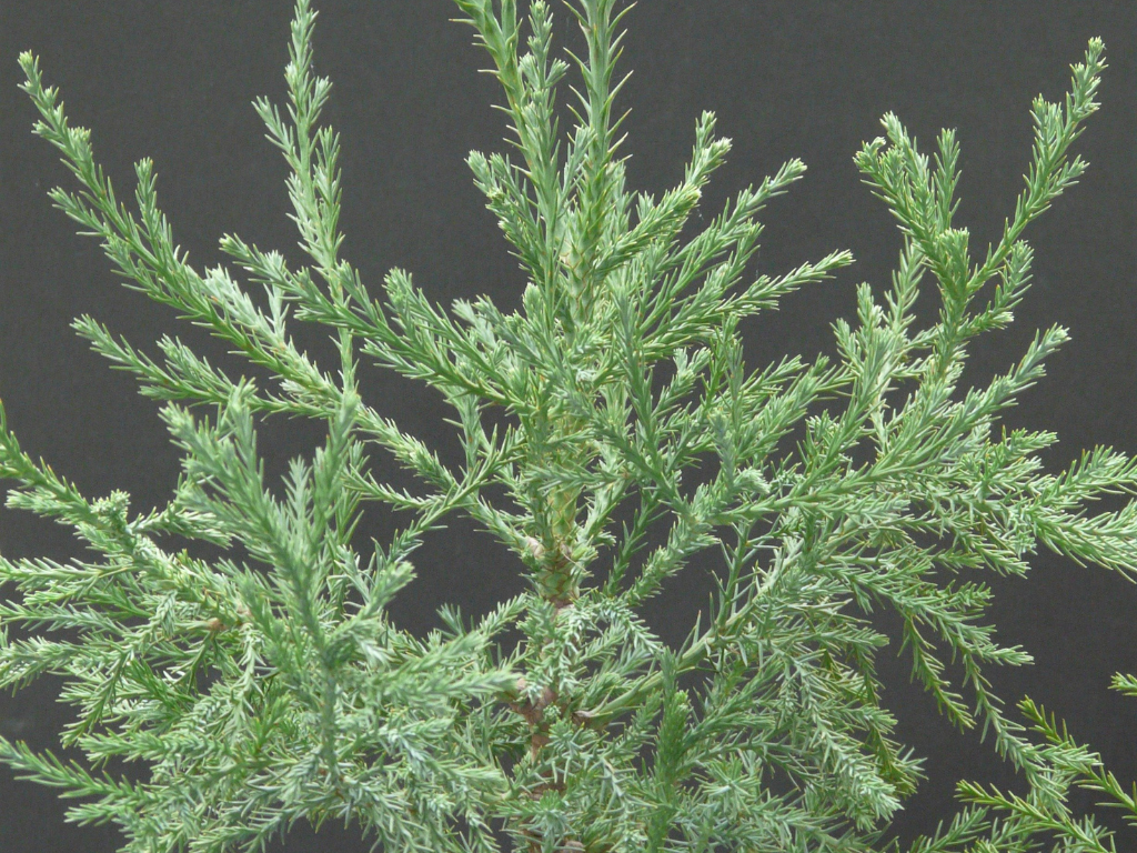 Plant a Redwood Tree in Honor or Memory | A Living Tribute