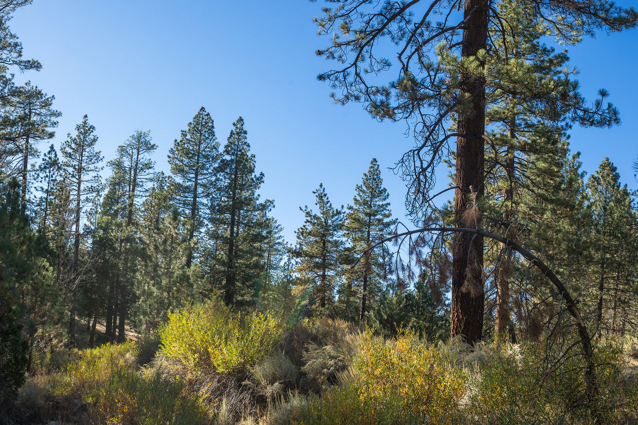 Plant a Tree in Honor or Memory in a California National Forest - A Li ...