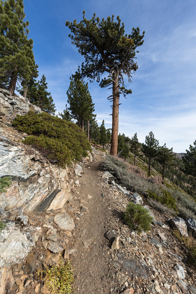 Plant a Tree in Honor or Memory in a California National Forest - A Li ...