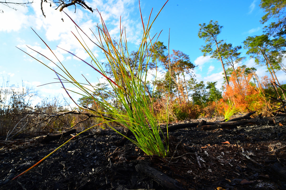 Plant a Tree in Florida - Memorial Trees & Tribute Trees | A Living Tribute